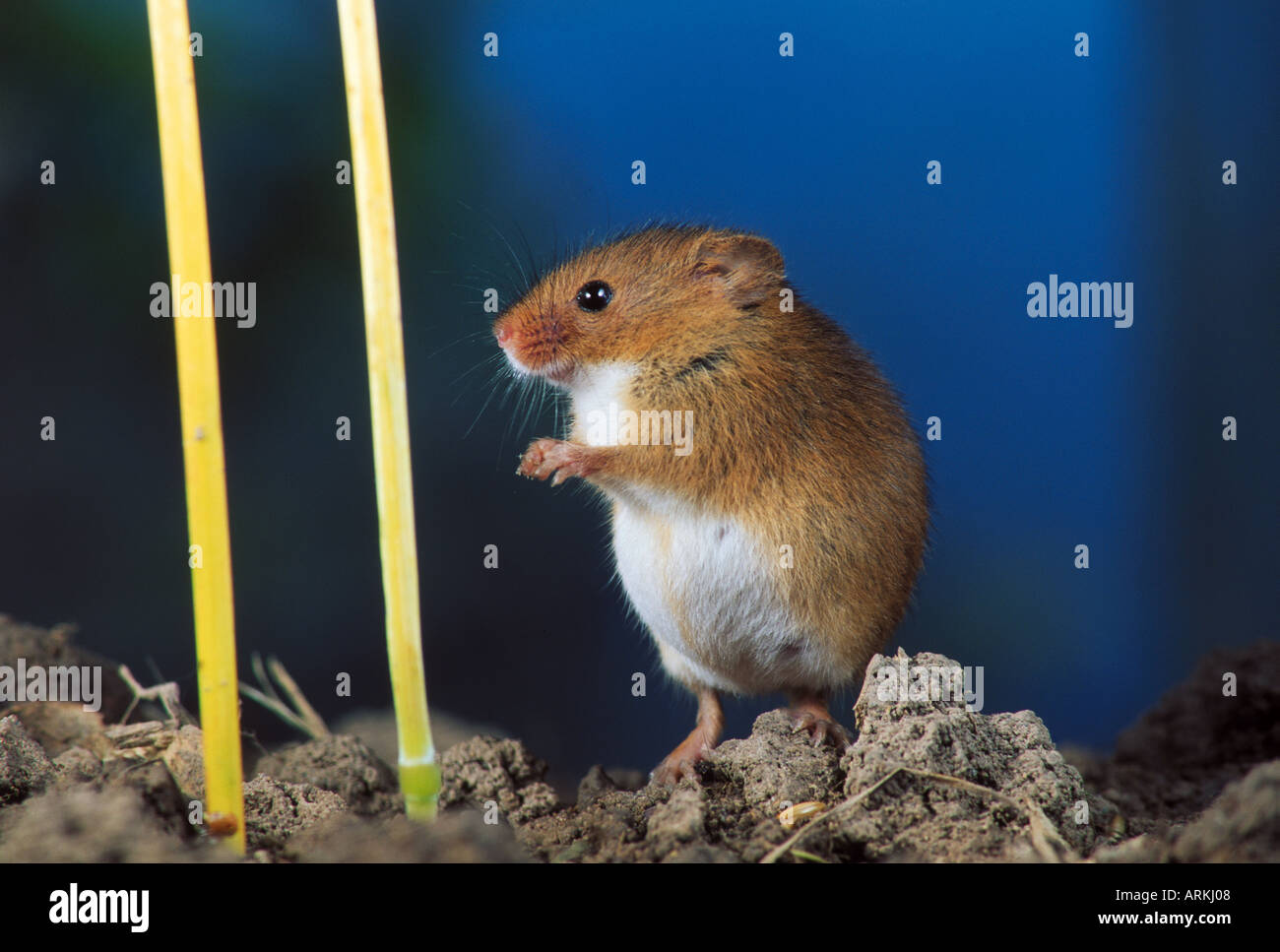 pygmy tree mouse beside blades / Haeromys spp Stock Photo - Alamy