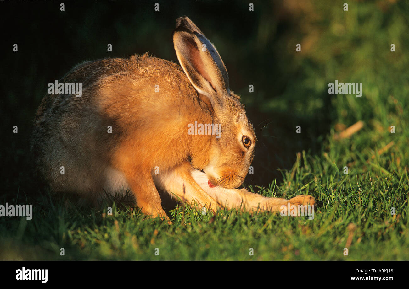 Wild rabbit preening hi-res stock photography and images - Alamy