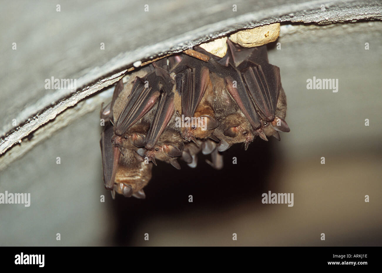 Short tailed bats hi-res stock photography and images - Alamy