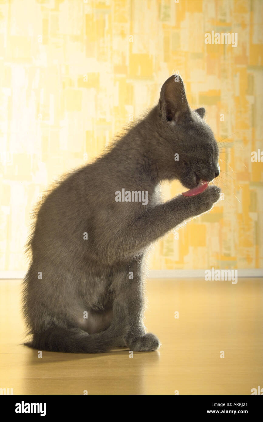 domestic cat - kitten preening itself Stock Photo - Alamy