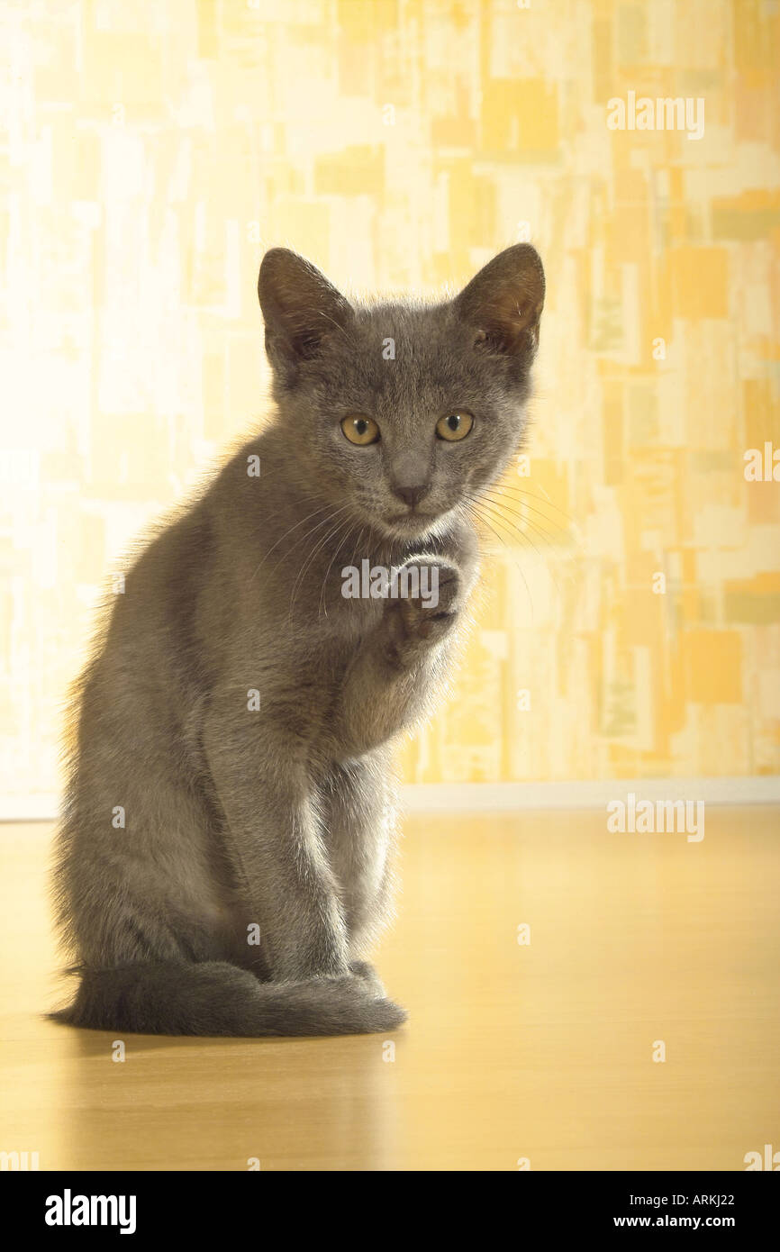 Lifting pup hi-res stock photography and images - Alamy