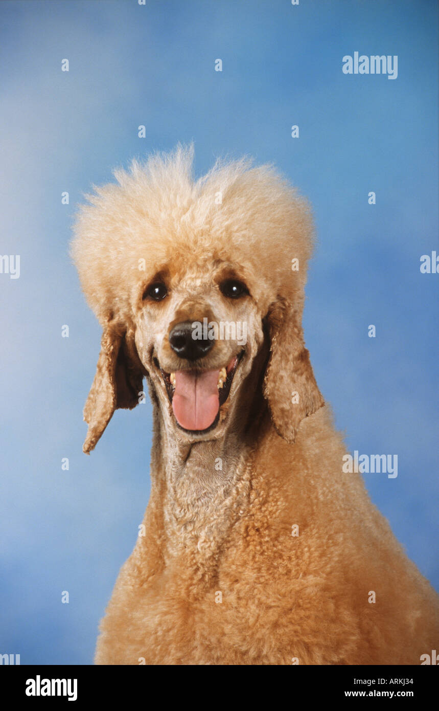 giant poodle dog - portrait Stock Photo - Alamy
