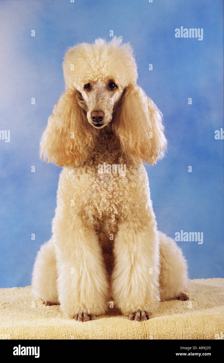 beige middle poodle dog - sitting Stock Photo - Alamy