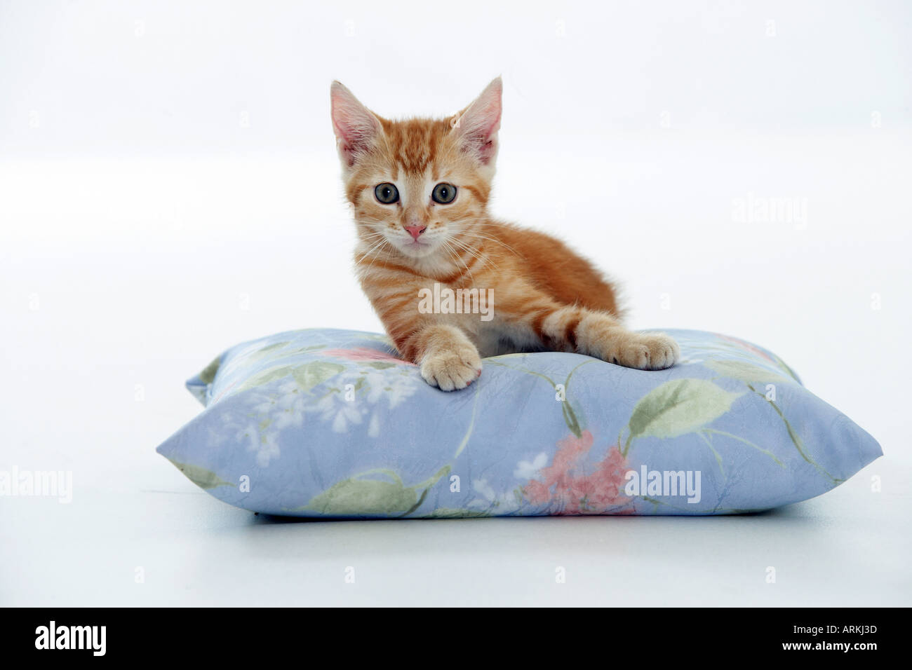 Pets on a pet cushion hi-res stock photography and images - Alamy