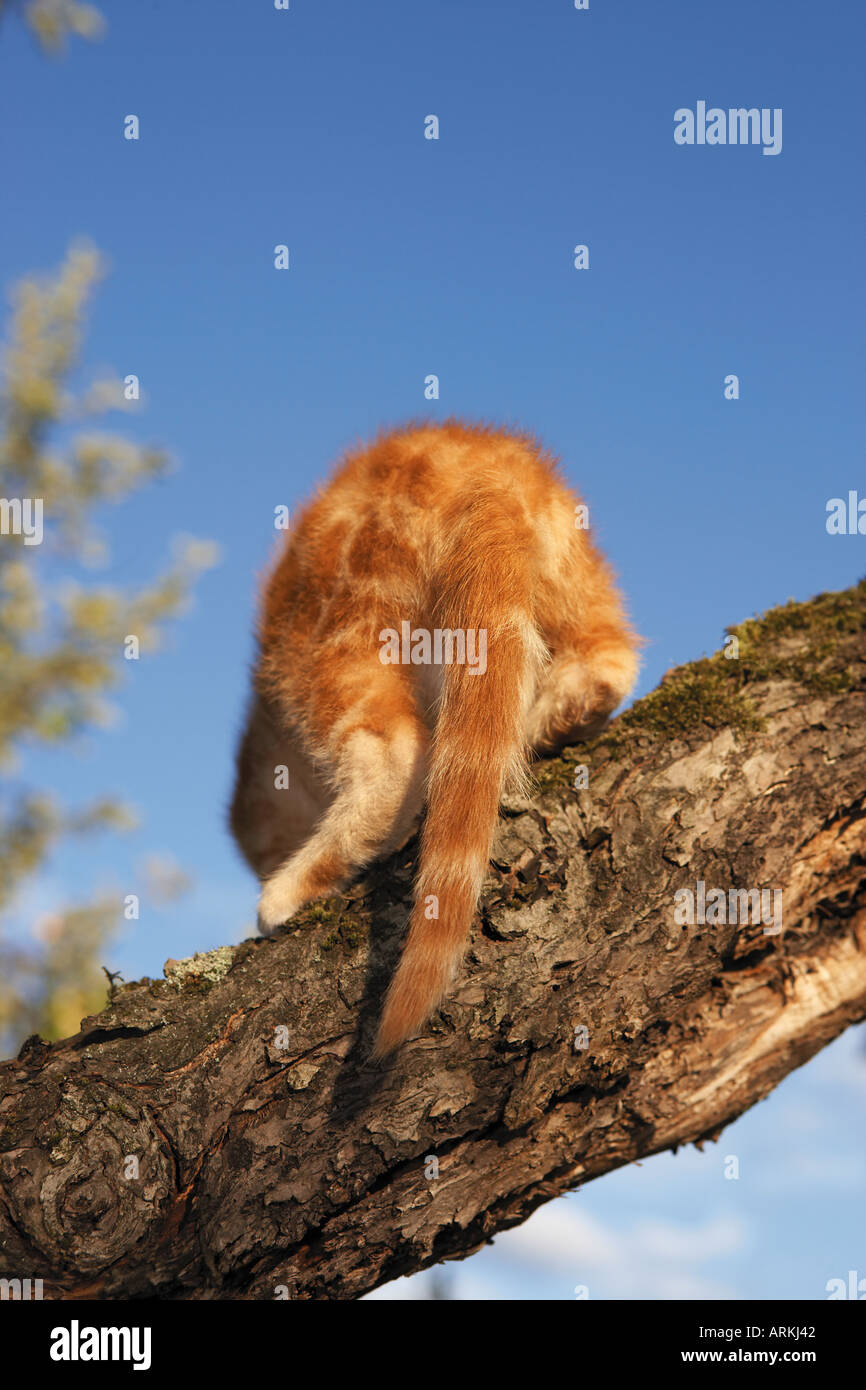 Cat behind branches hi-res stock photography and images - Alamy
