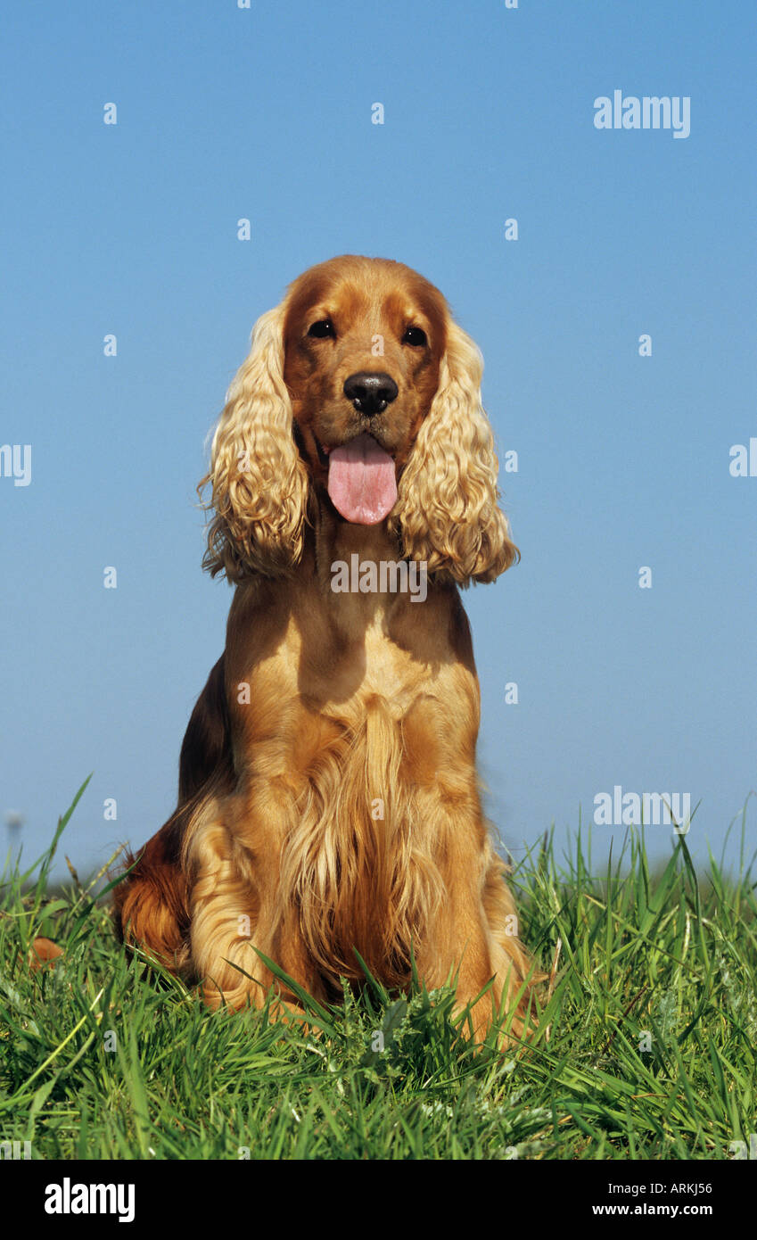 Cocker Spaniel sitting on meadow frontal Stock Photo - Alamy