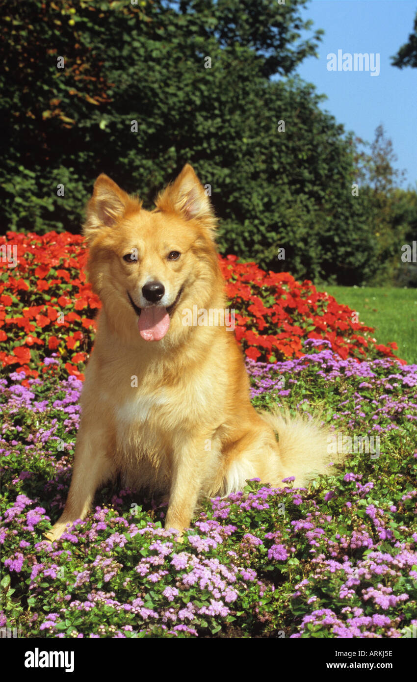 Harzer fox hi-res stock photography and images - Alamy