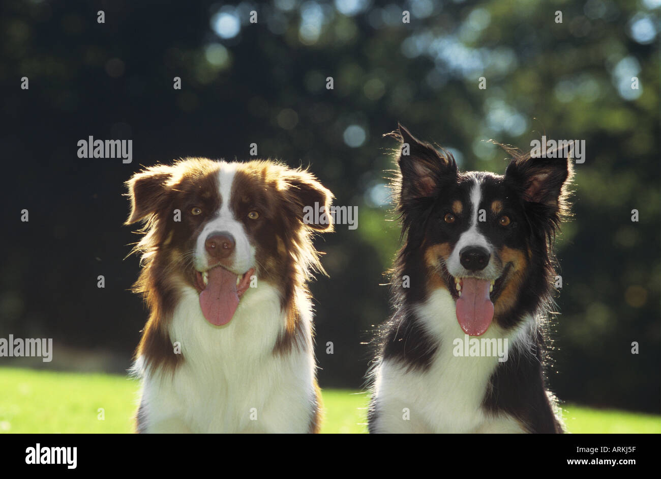 two Border Collie dogs - frontal Stock Photo - Alamy