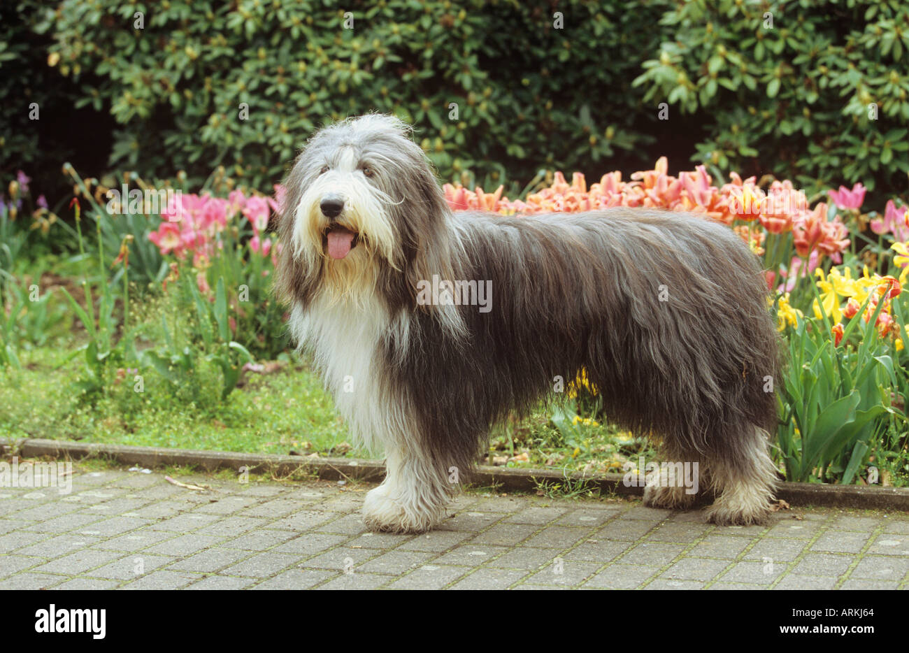 Bearded collie standing hi-res stock photography and images - Alamy