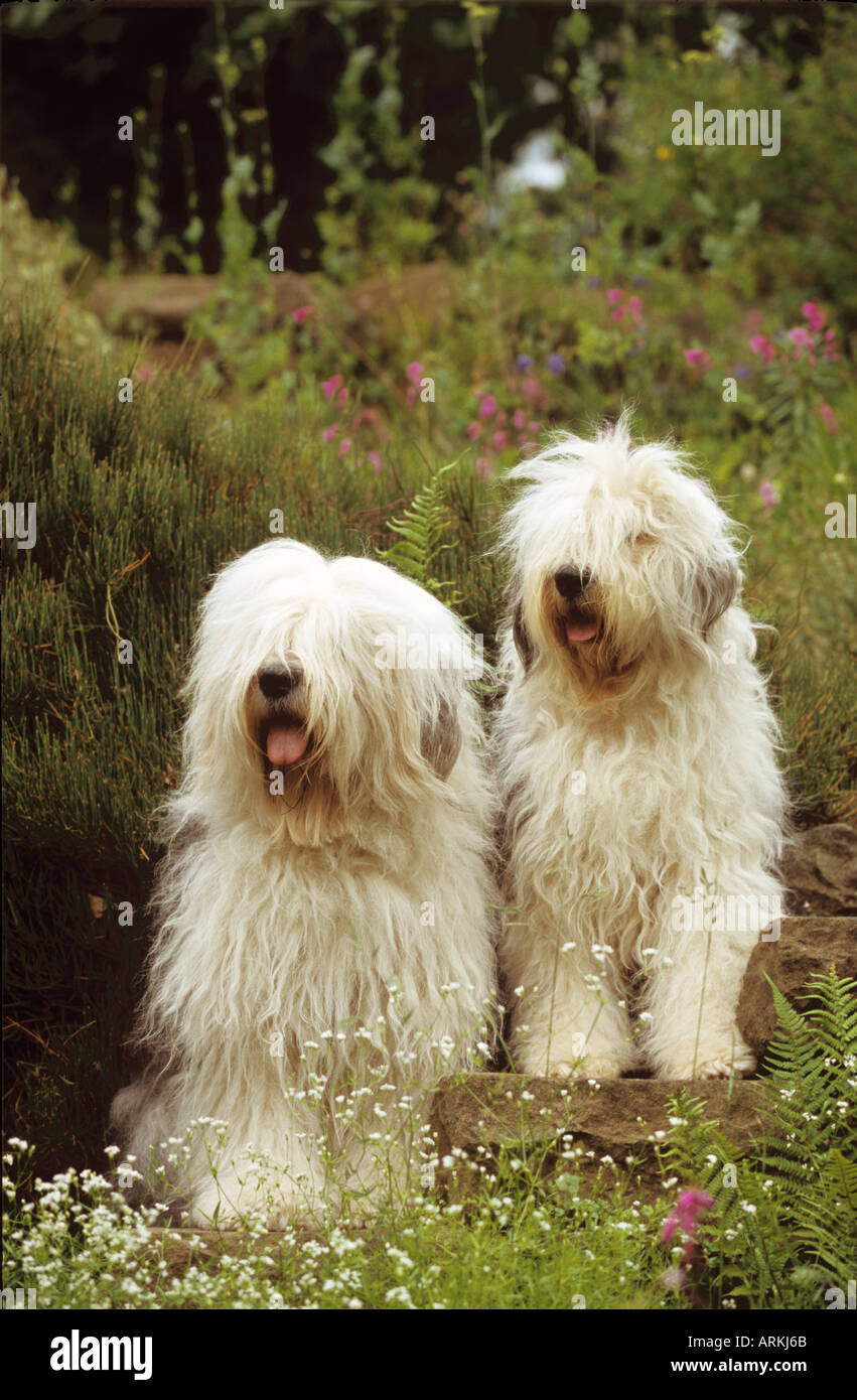 two Bobtail dogs - sitting - frontal Stock Photo - Alamy