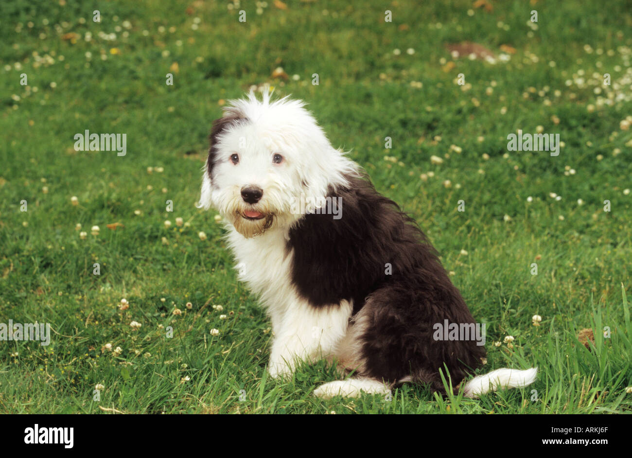 Bobtail puppy hi-res stock photography and images - Alamy