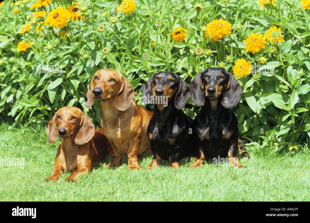 four smooth-haired dachshund dogs on meadow Stock Photo - Alamy