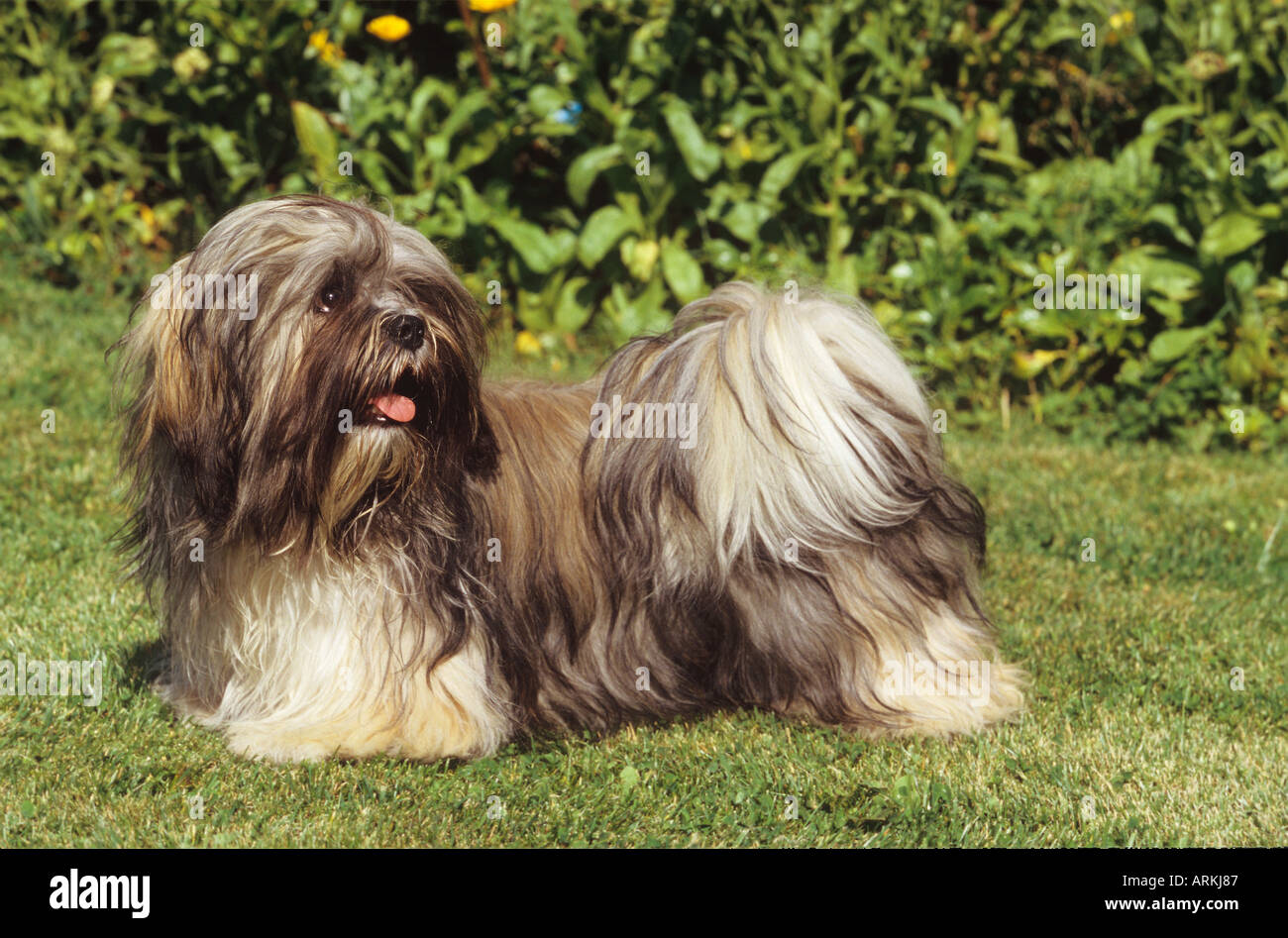 Lhasa apsos hi-res stock photography and images - Alamy