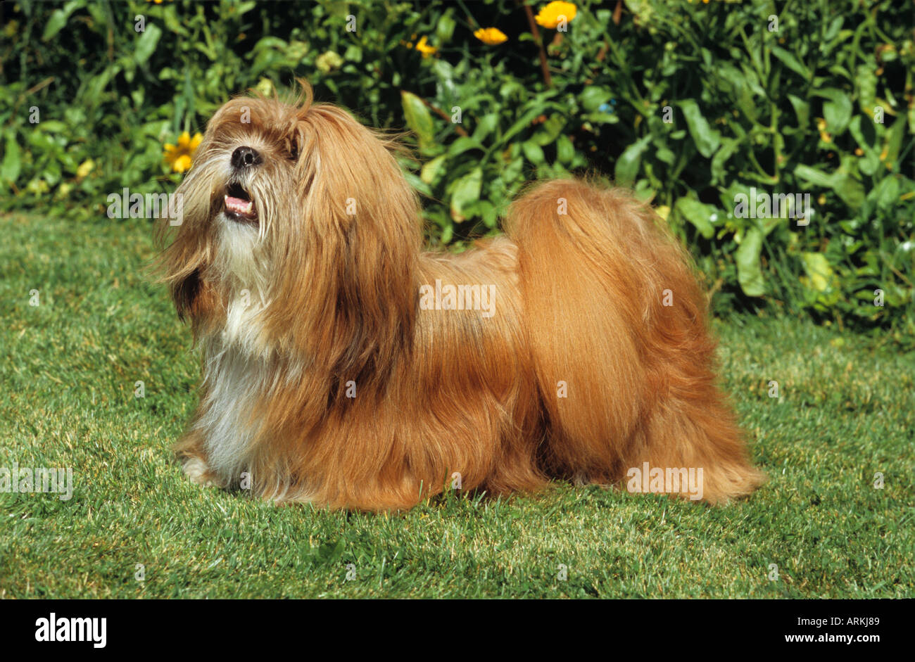 Lhasa apsos hi-res stock photography and images - Alamy