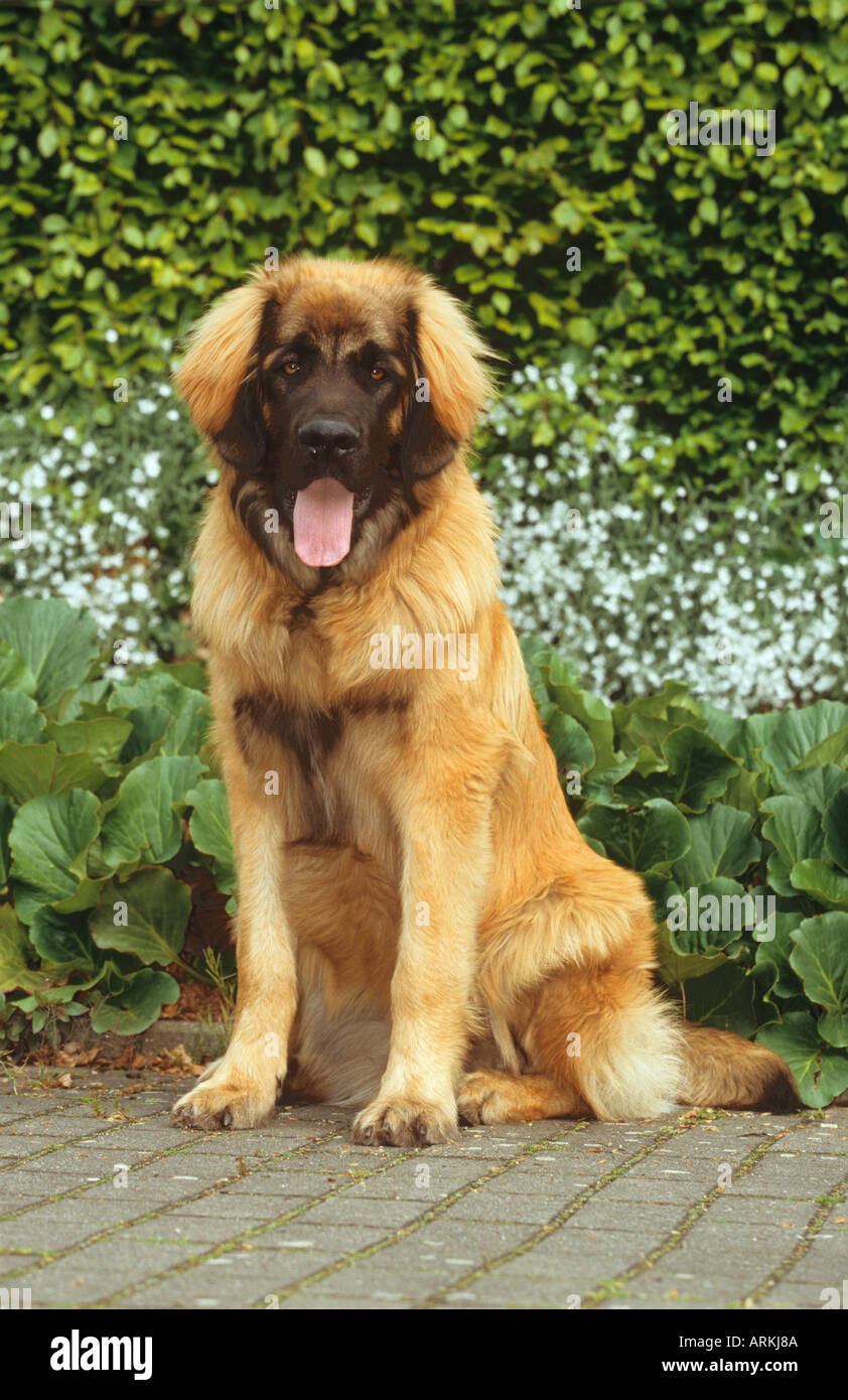 Leonbergers hi-res stock photography and images - Alamy