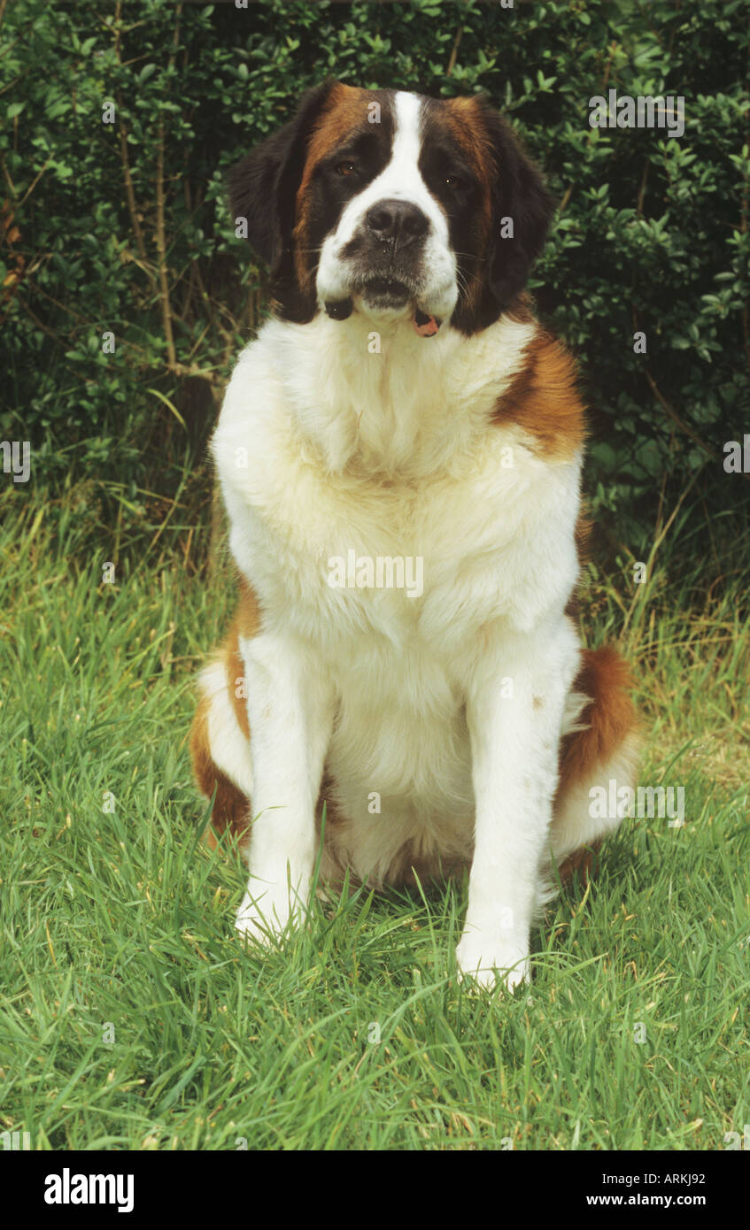 St bernard dogs hi-res stock photography and images - Alamy