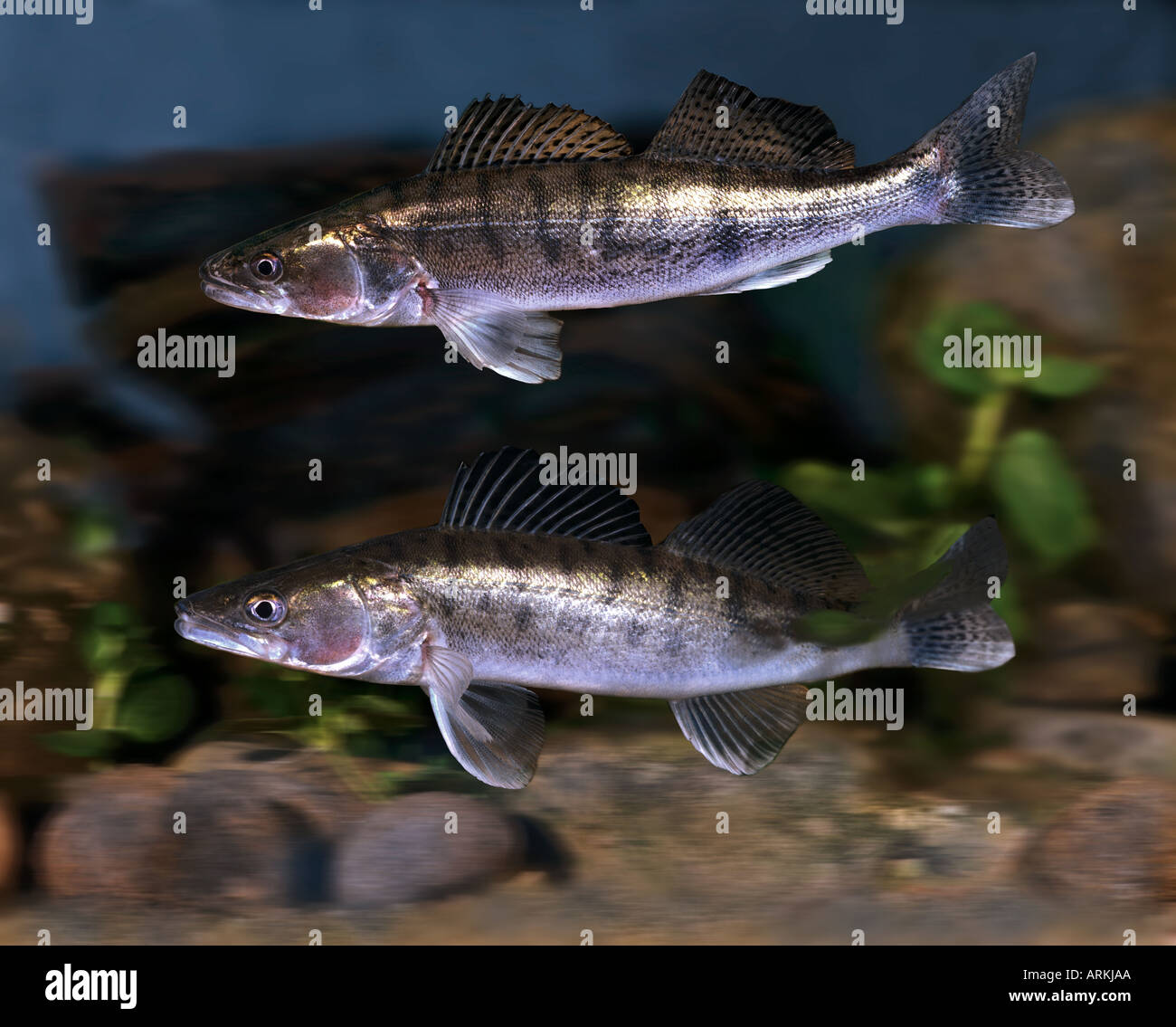 two pike perches swimming lateral Stock Photo - Alamy