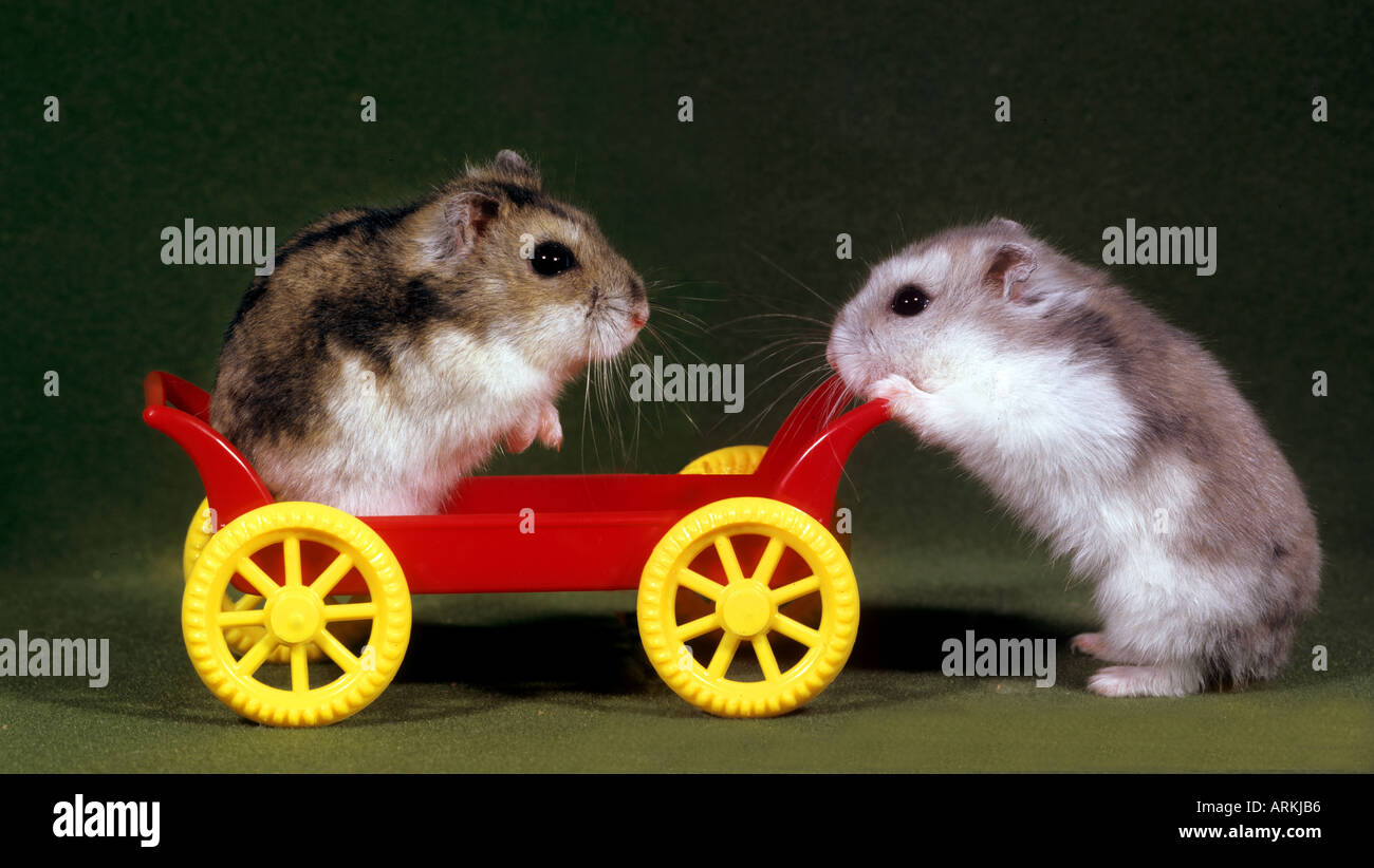 two striped hairy footed hamster playing with toy phodopus sungorus ...