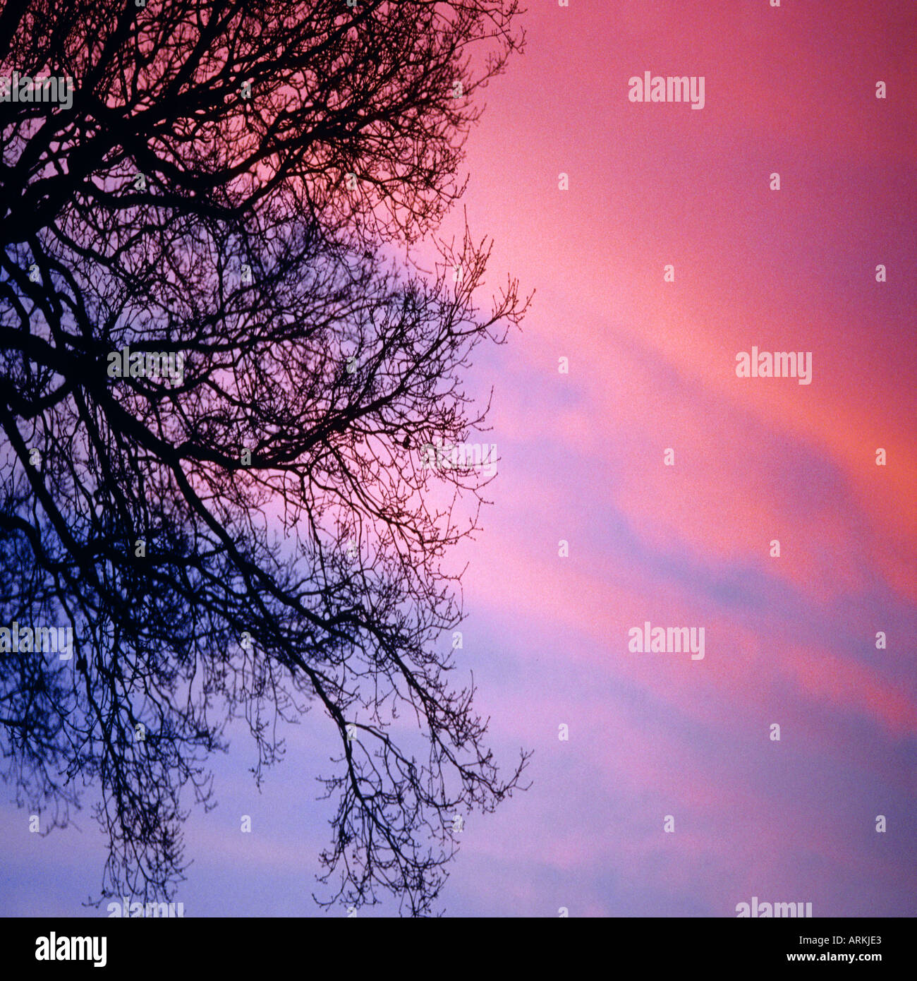 sunset purple clouds and blue sky with tree branches Stock Photo - Alamy