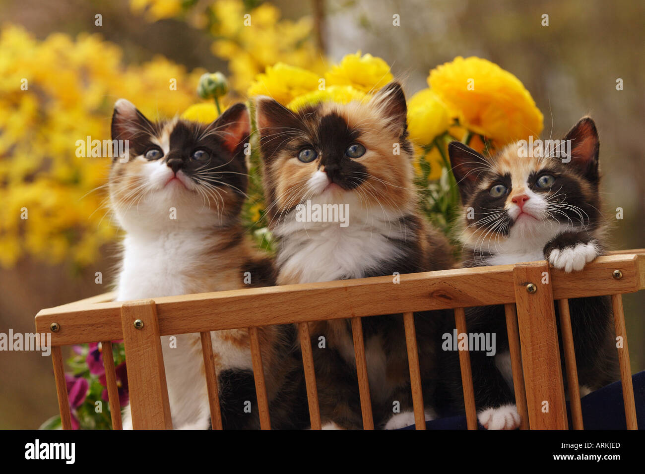 Three young multicolored domestic cats hi-res stock photography and ...