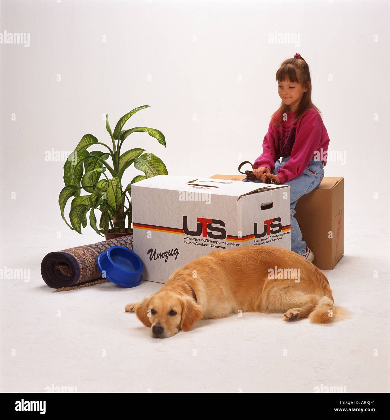 move: girl, Golden Retriever dog and boxes Stock Photo - Alamy