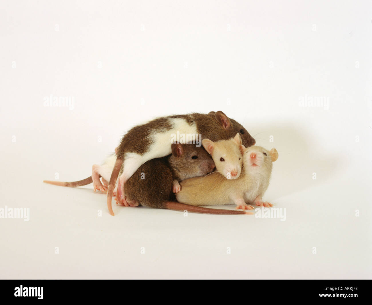 four young fancy rats - cut out Stock Photo - Alamy
