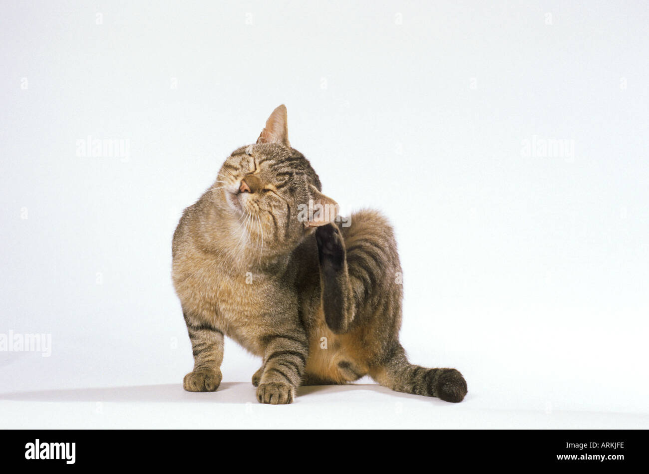 Domestic cat. Tabby adult scratching itself Stock Photo - Alamy