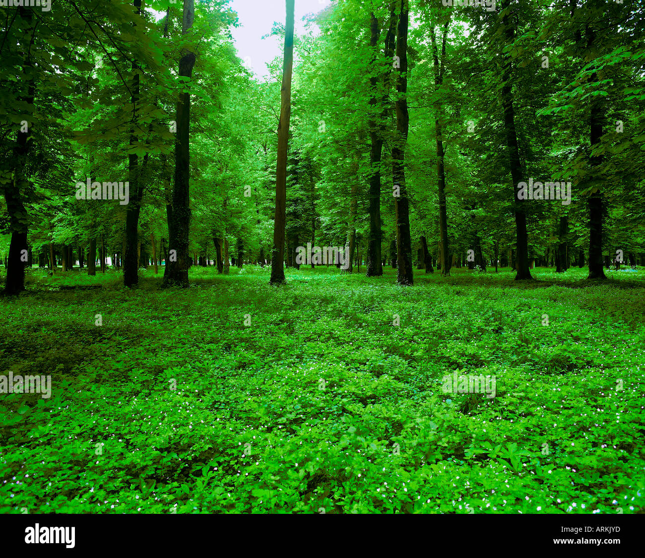 Very green forest Stock Photo - Alamy