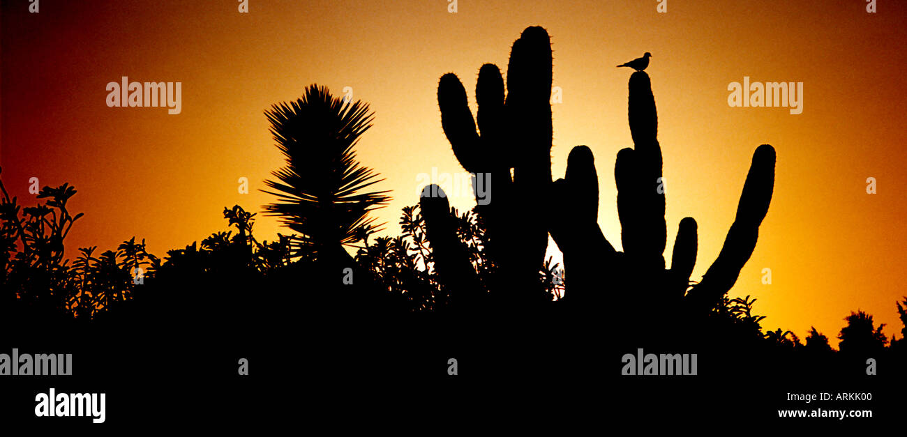 silhouetted cactus in the desert of Dubai Stock Photo - Alamy