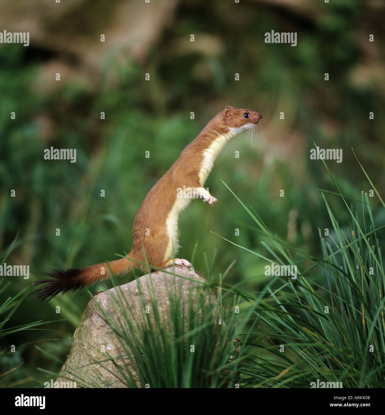 Stoat standing upright hi-res stock photography and images - Alamy
