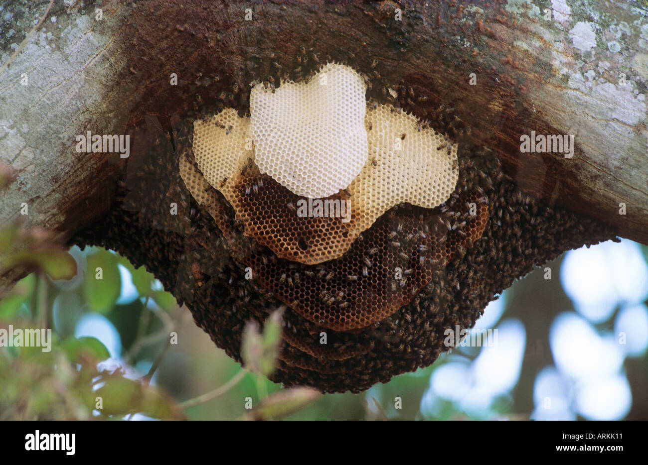Africanized Honey Bee, Killer Bee. Beehive in a tree Stock Photo - Alamy