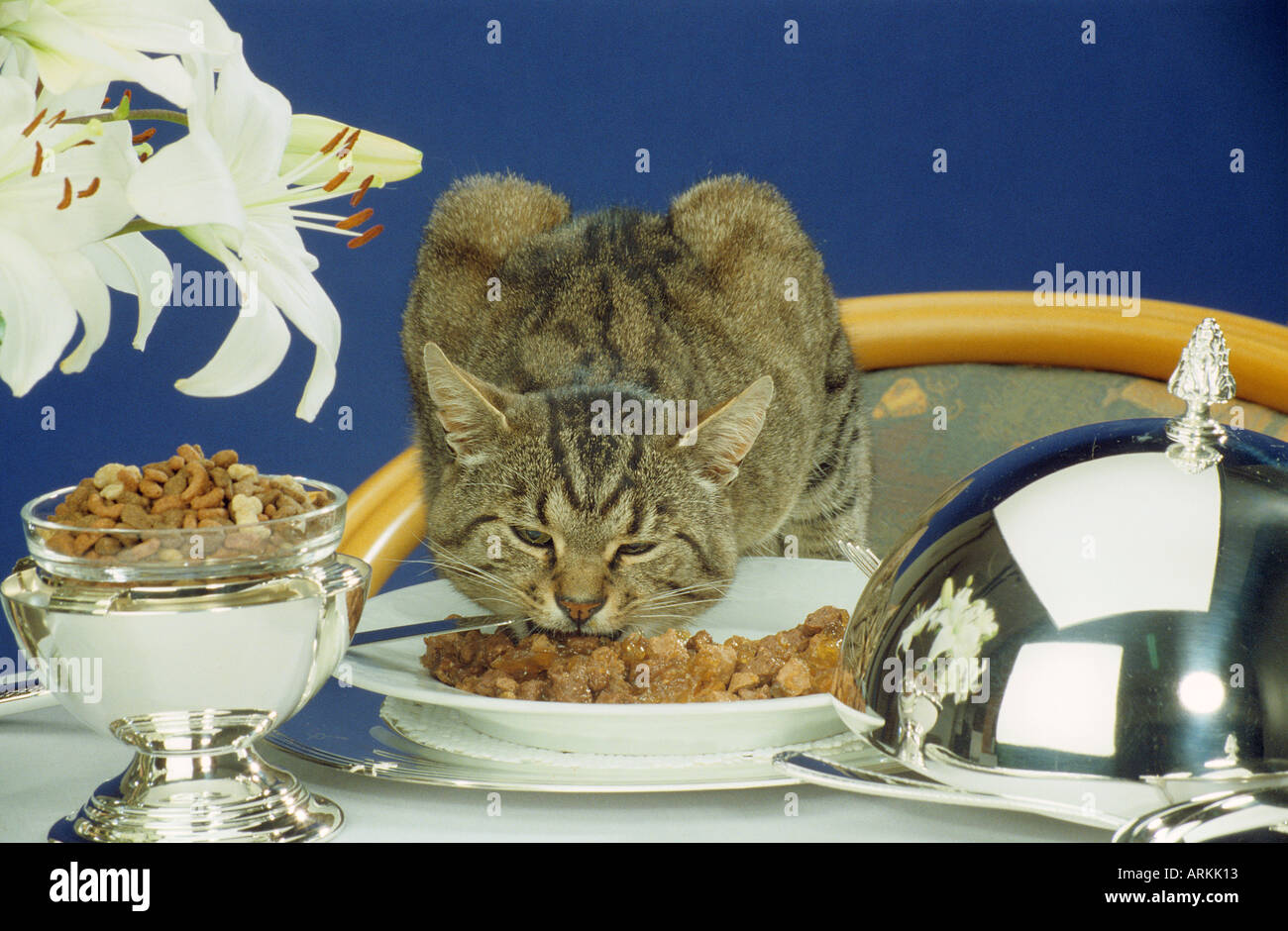 A cat eats from a white porcelain plate Stock Photo - Alamy
