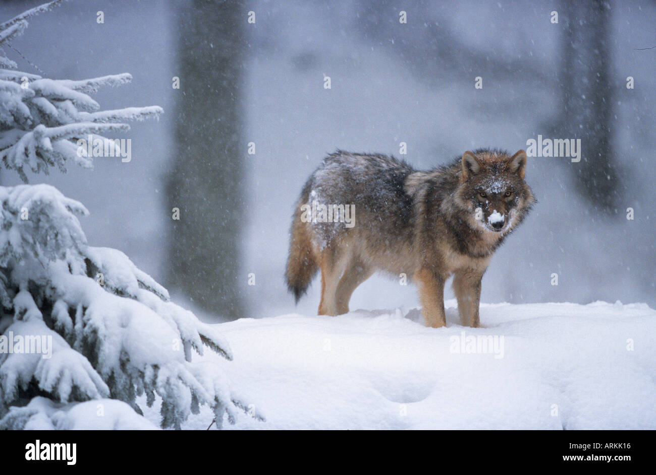 grey wolf in snow / Canis lupus Stock Photo - Alamy