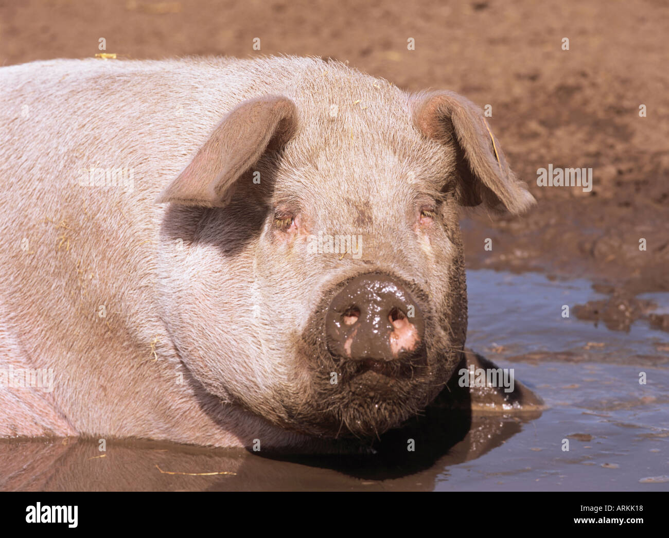 Pig mud farm animal hi-res stock photography and images - Alamy