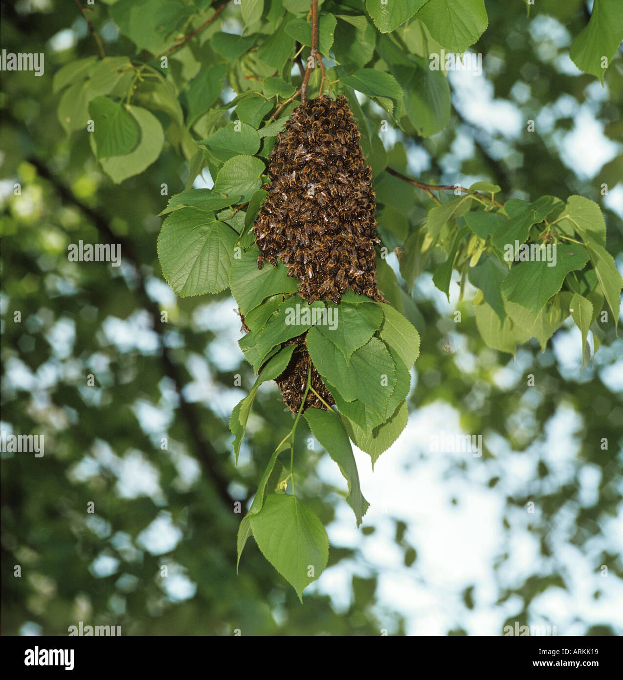 Bees on trees hi-res stock photography and images - Alamy