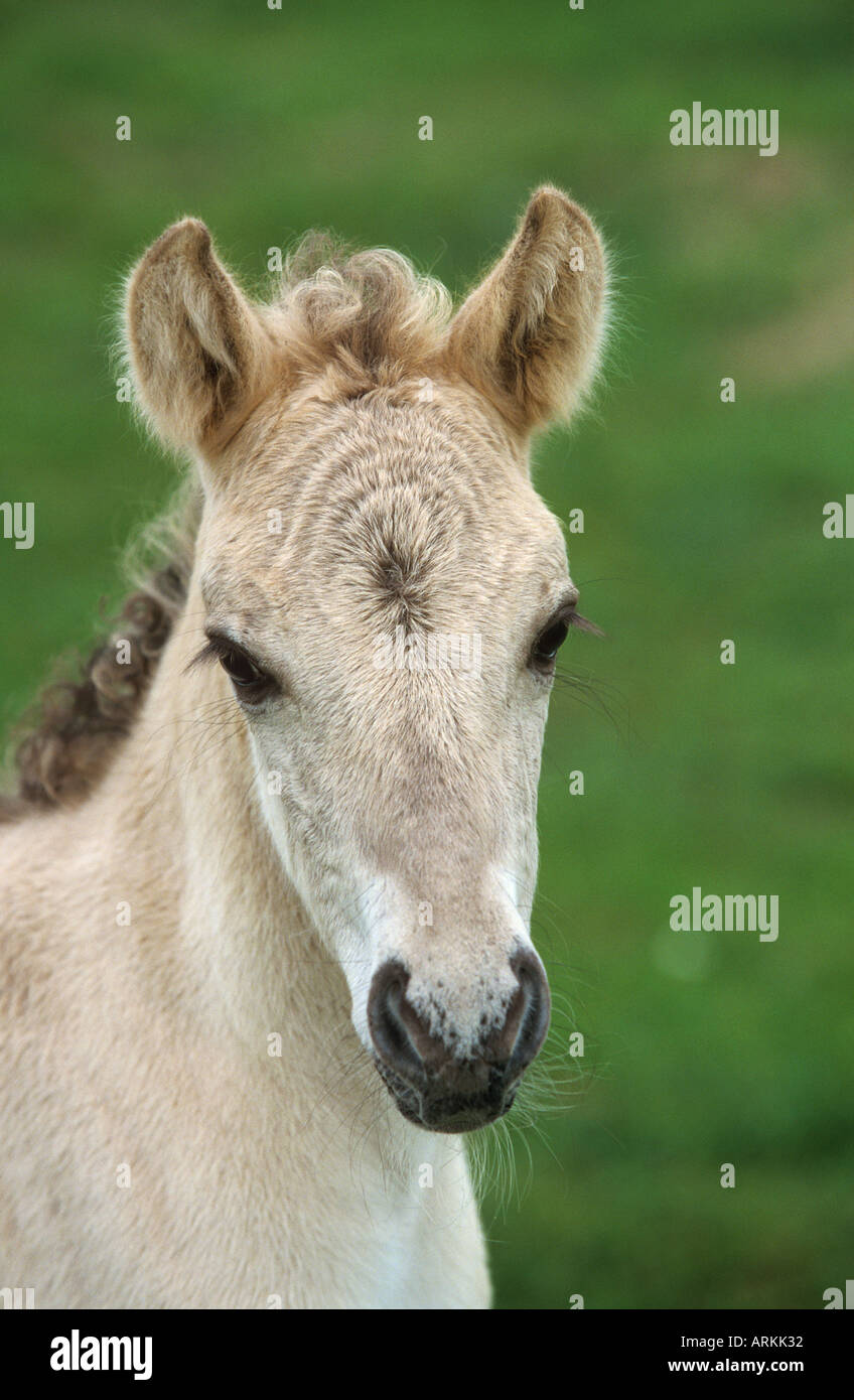Konik horse - foal - portrait Stock Photo - Alamy