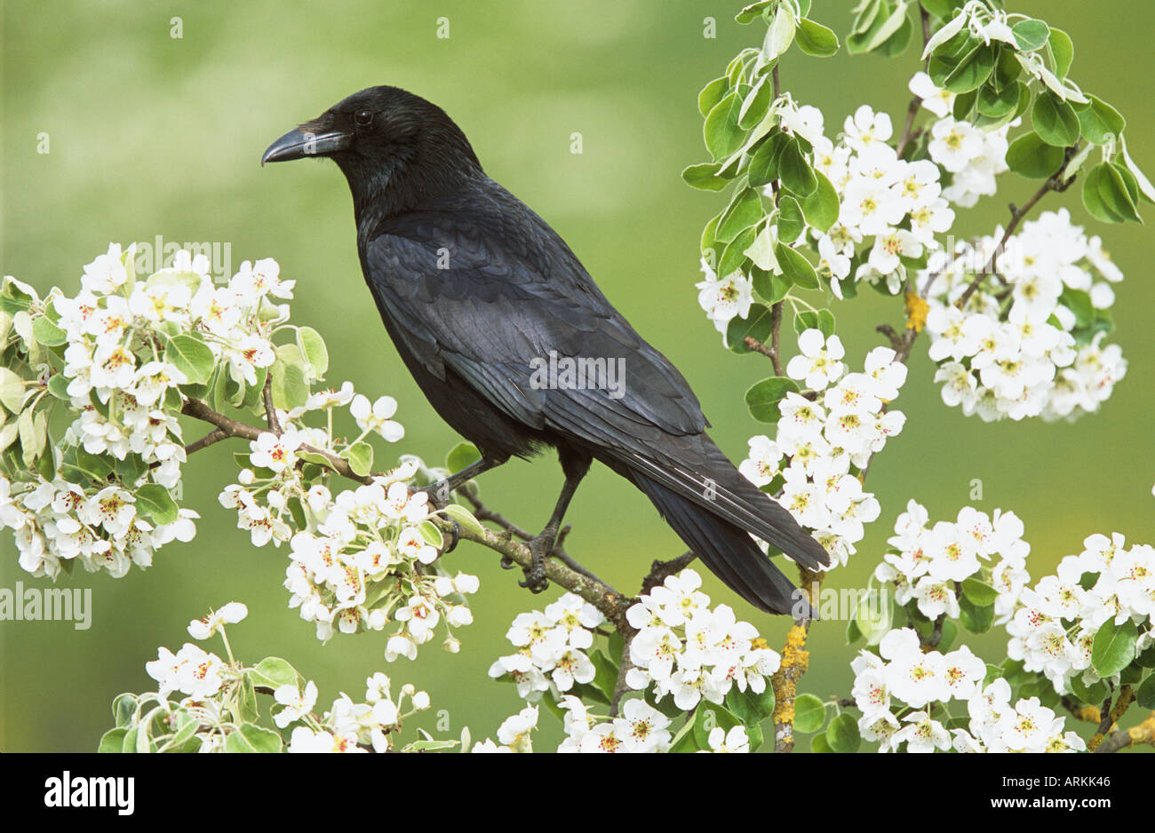The Crow High Resolution Stock Photography and Images - Alamy