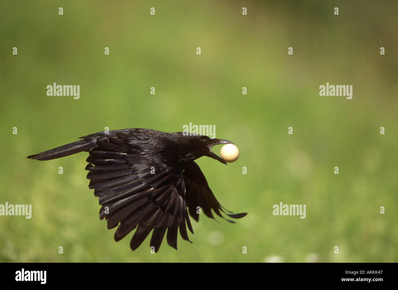 Crows eggs hi-res stock photography and images - Alamy
