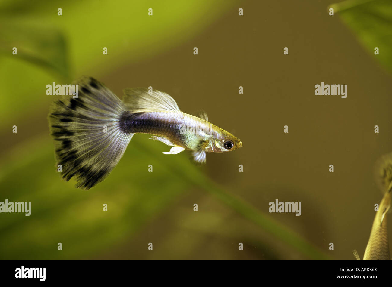Guppies poecilia reticulata hi-res stock photography and images - Alamy