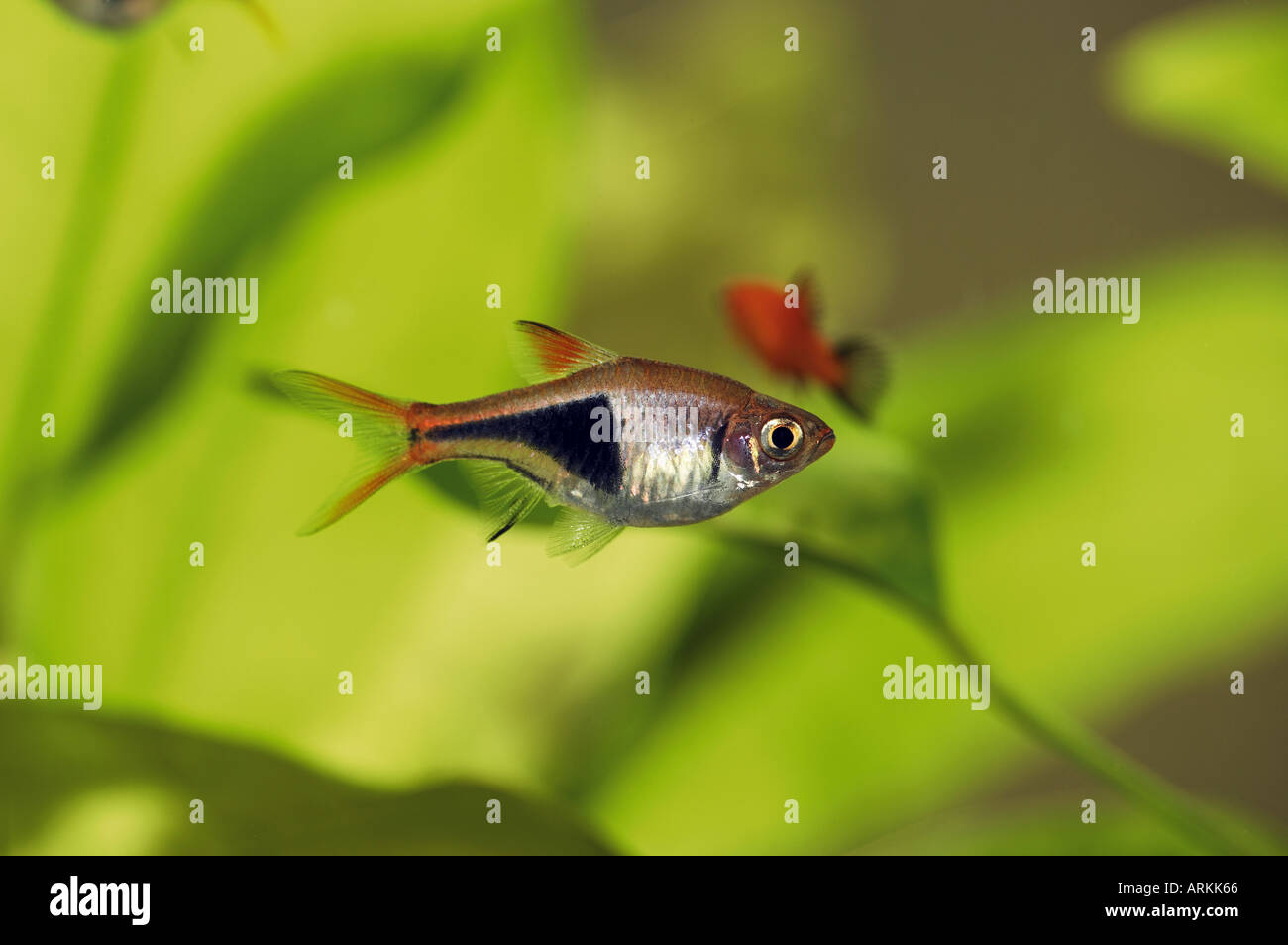 Harlequin rasbora fish hi-res stock photography and images - Alamy