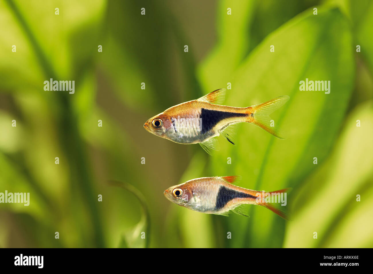 Harlequin Rasbora (Trigonostigma heteromorpha). Two fishes in an ...