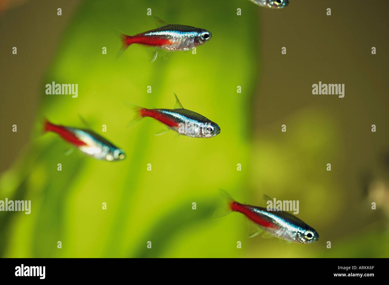 Cardinal Tetra Male Female Differences