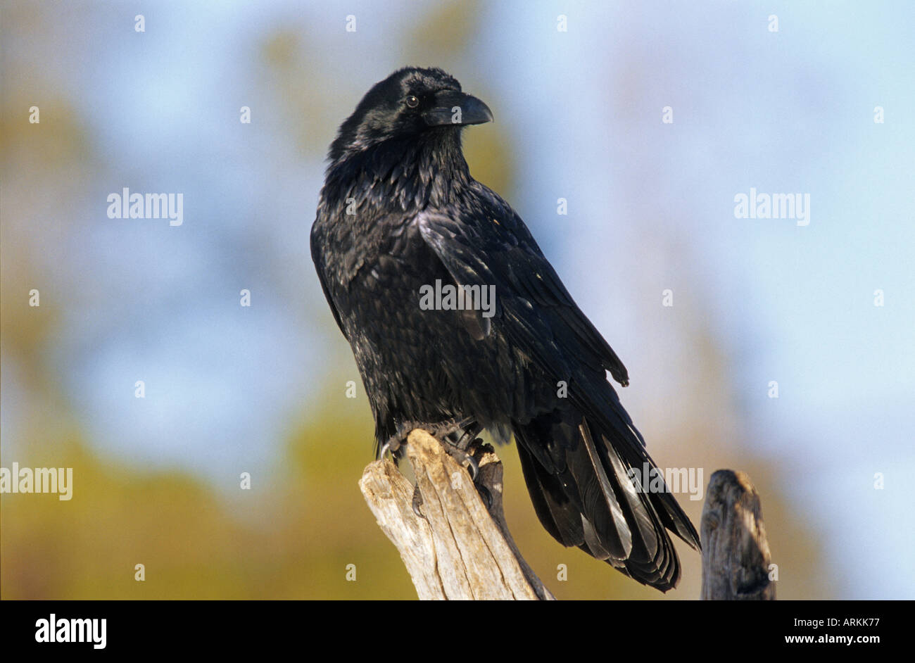 common raven / Corvus corax Stock Photo - Alamy