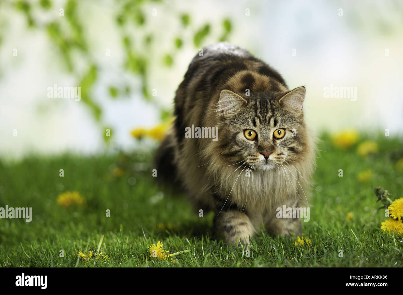 Maine coon cat - standing on meadow Stock Photo - Alamy