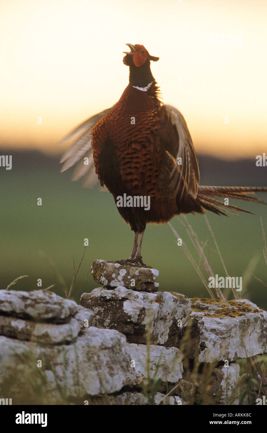 Pheasants set hi-res stock photography and images - Alamy