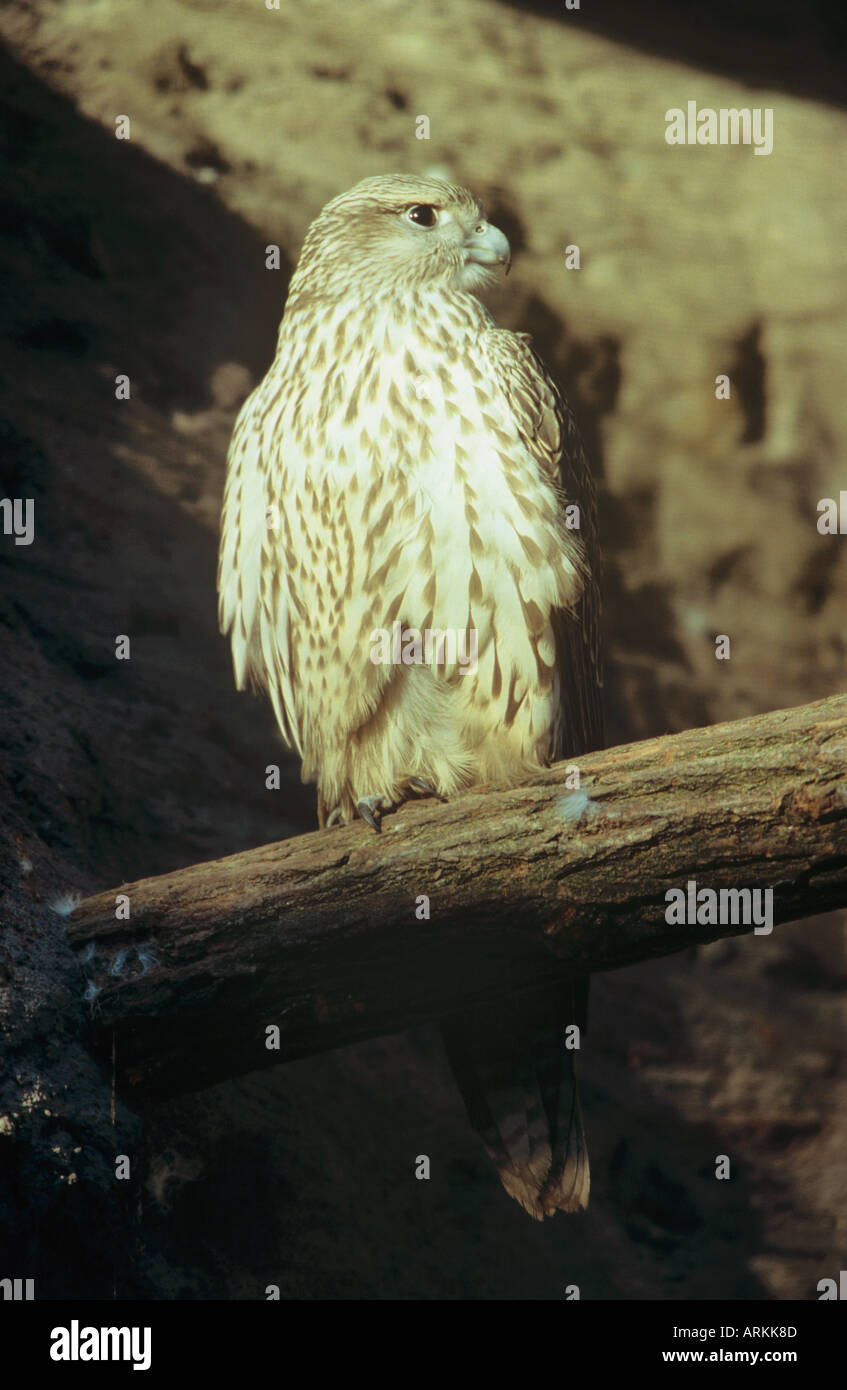 Gyrfalcon on branch / Falco rusticolus Stock Photo - Alamy