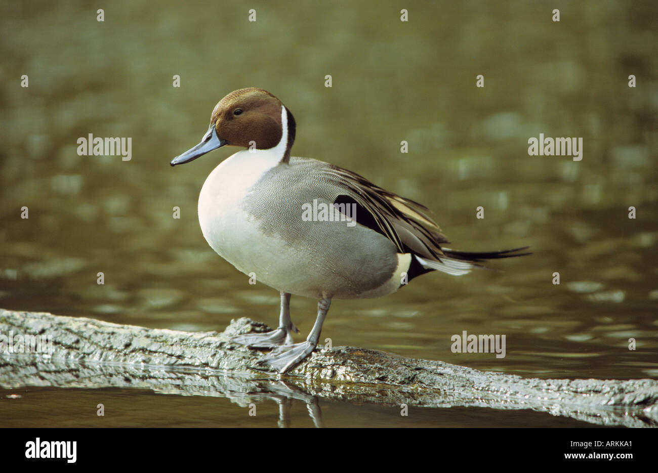 northern pintail - drake / Anas acuta Stock Photo - Alamy