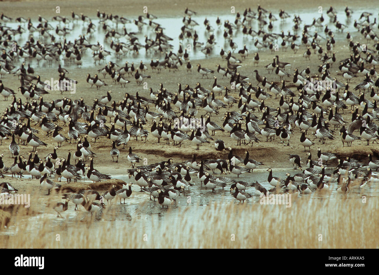 lots of barnacle geese / Branta leucopsis Stock Photo - Alamy