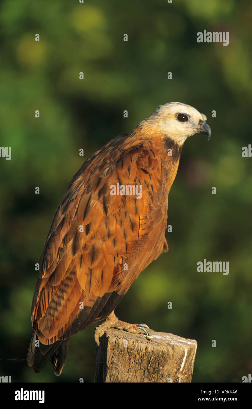 Black collared hawks hi-res stock photography and images - Alamy