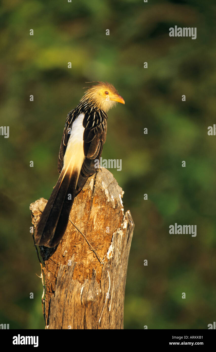 Guira Cuckoos High Resolution Stock Photography and Images - Alamy